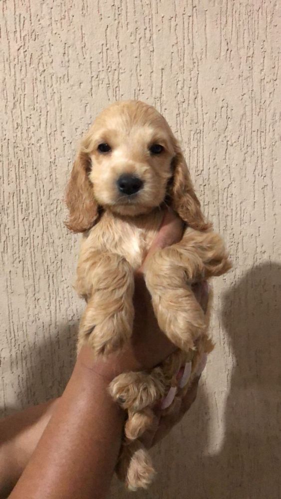 Vendo cocker spaniel mini