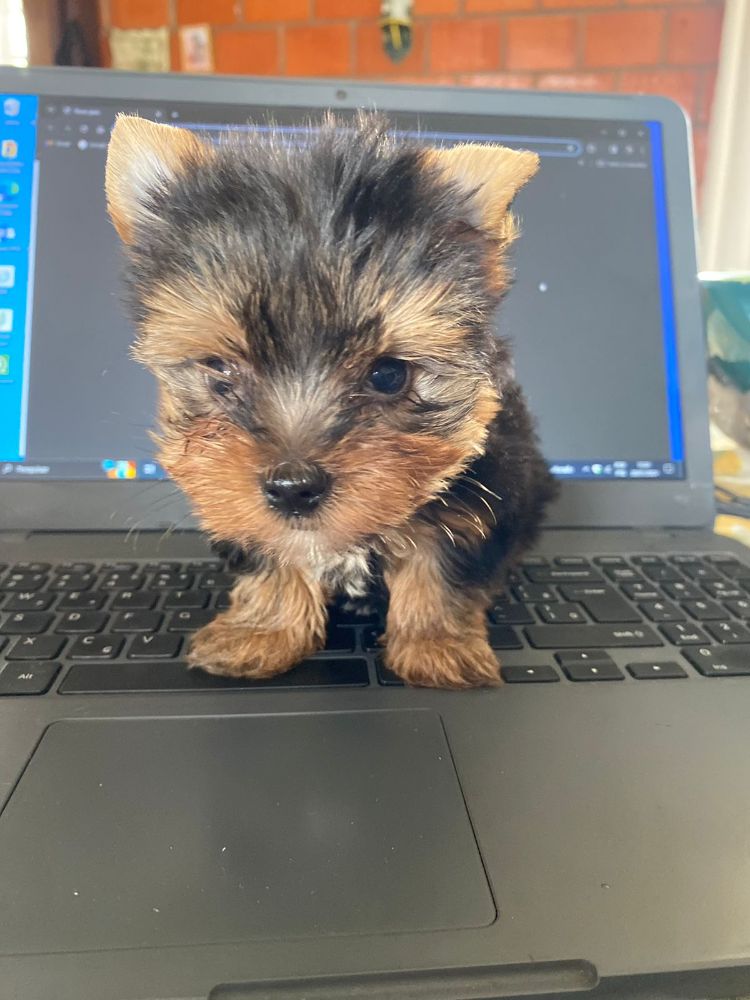 Yorkshire Terrie Micro - Cachorros Brasil