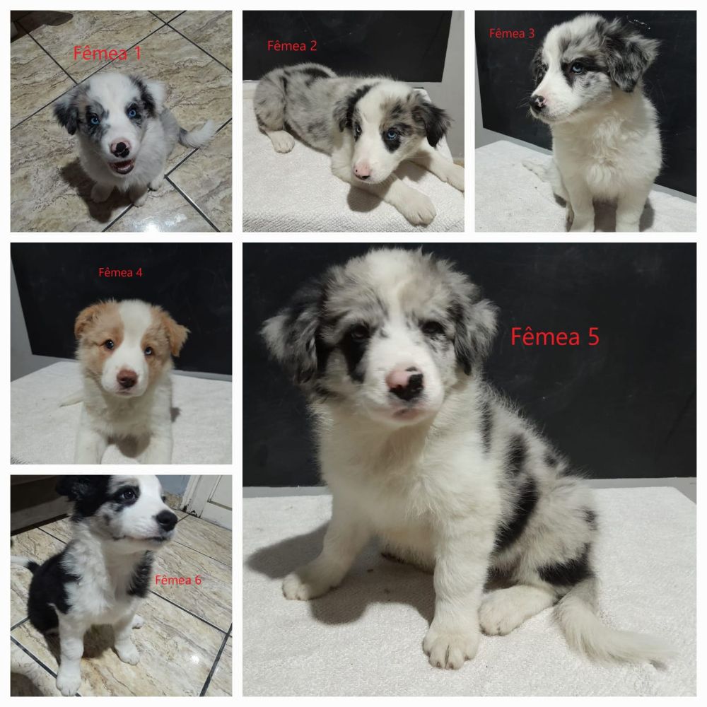 Vendo lindos filhotes de Border Collie com pedigree! - Cachorros Brasil