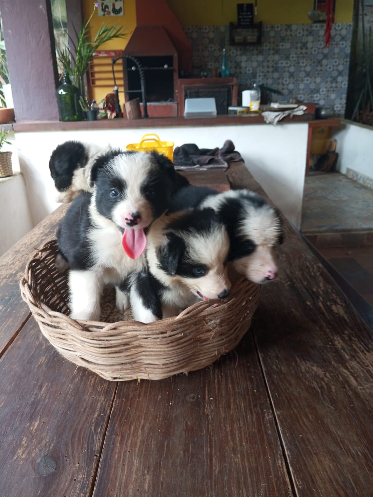 Raça Bulldog Francês: Tudo Que Você Precisa Saber - Cachorros Brasil